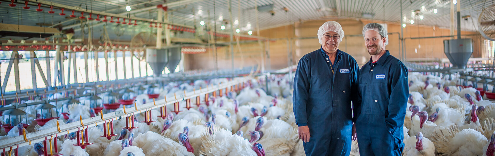 Branding that helps Hybrid Turkeys stand above the competition | Stryve ...